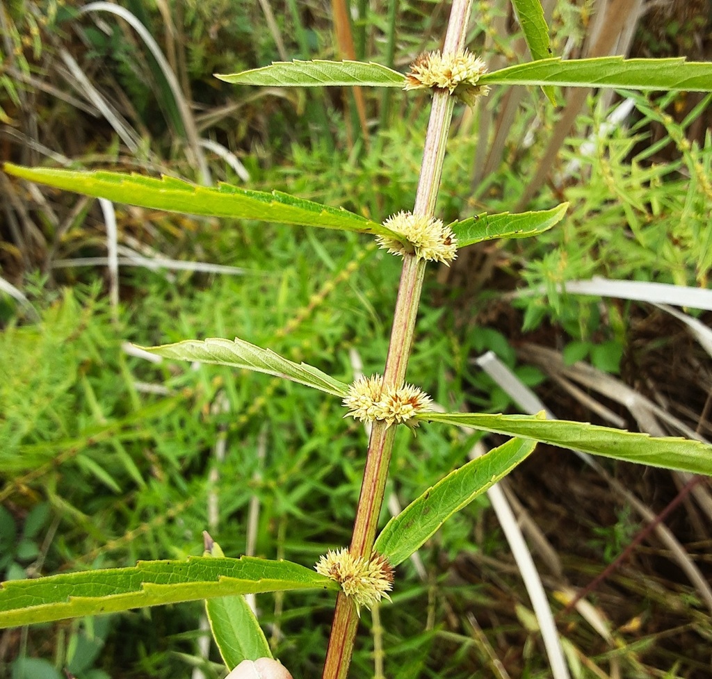 Lycopus australis from Lidsdale NSW 2790, Australia on April 4, 2024 at ...