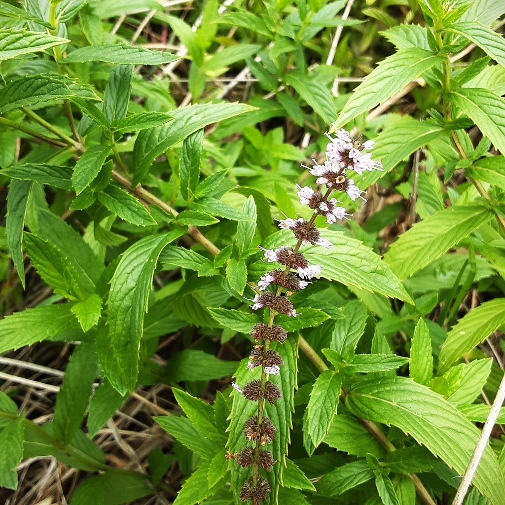 spearmint from Lidsdale NSW 2790, Australia on April 4, 2024 at 10:59 ...