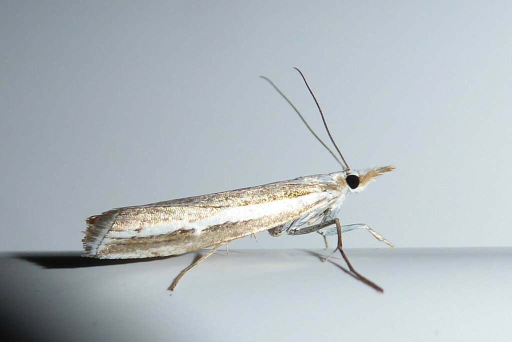 Common Grass Moth from Waikouaiti, New Zealand on March 29, 2024 at 10: ...