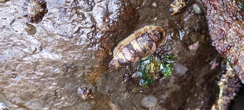 Snakeskin Chiton from Depot Beach on April 3, 2024 at 12:18 PM by ray ...