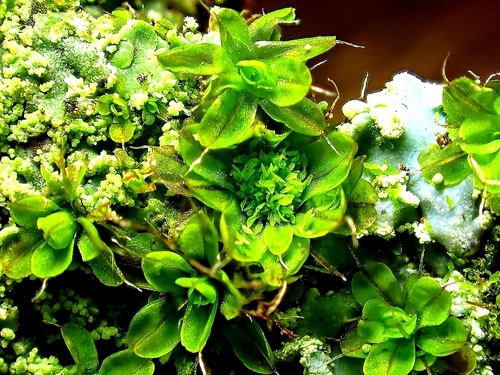 Musgo (Tortula pagorum)