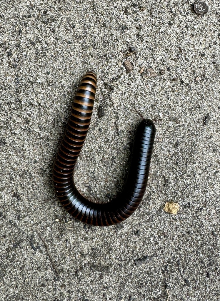 Giant Millipedes from North West, BW on March 29, 2024 at 04:26 PM by ...