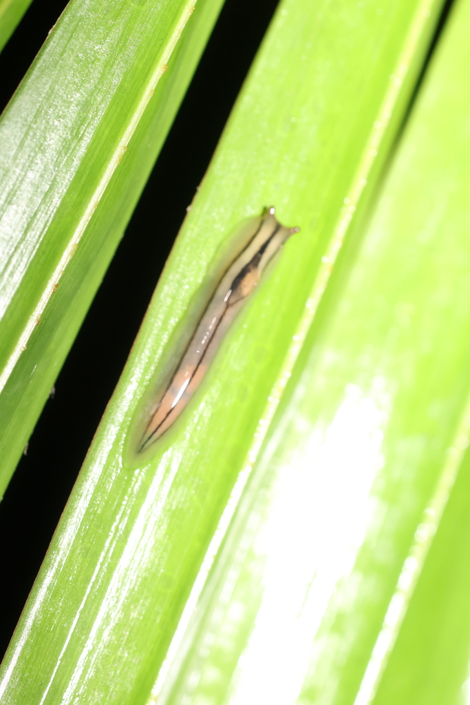 Red Triangle Slug from Springbrook QLD 4213, Australia on April 4, 2024 ...