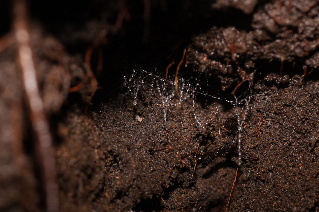Southern Queensland Glow Worm from Springbrook QLD 4213, Australia on ...