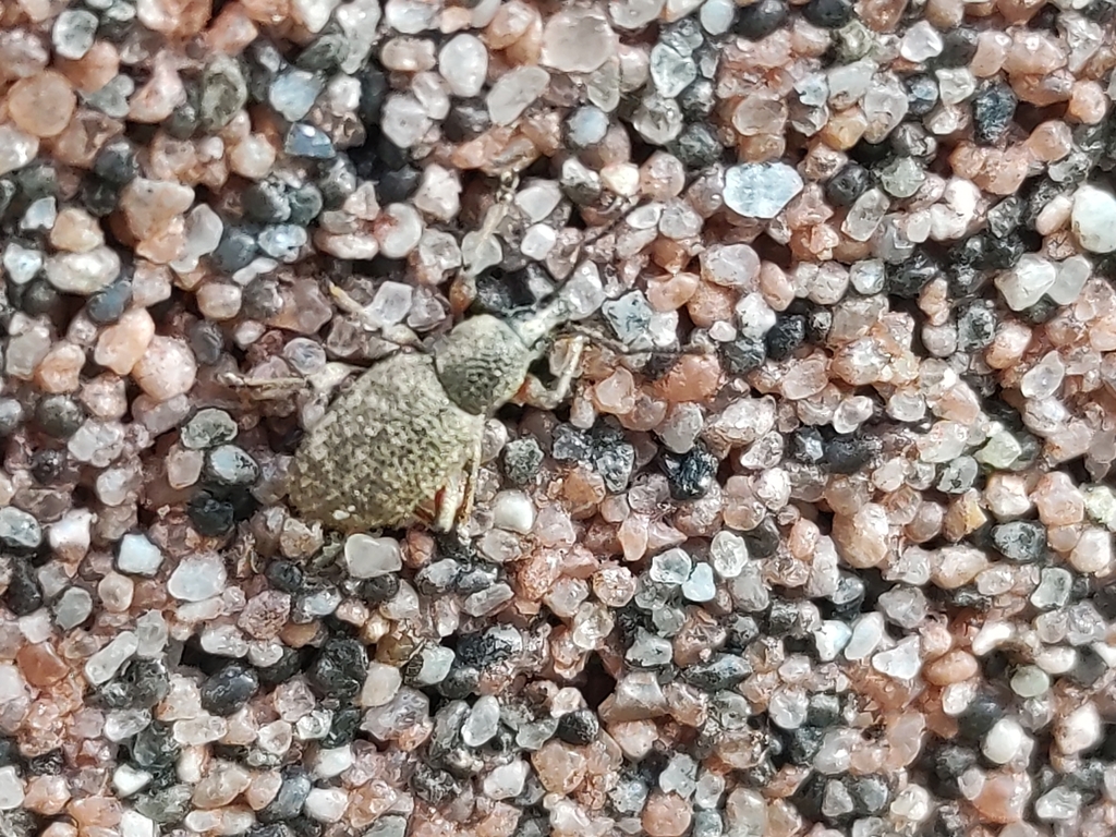 Clay-coloured Weevil from 95-010 Lipa, Polska on April 4, 2024 at 12:21 ...