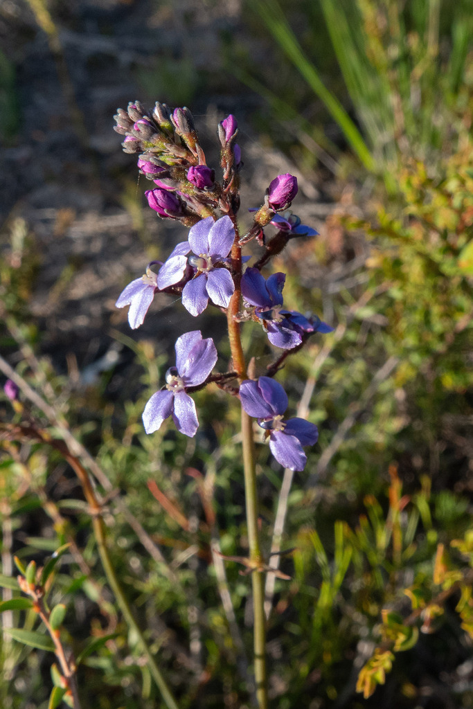 Lovely Triggerplant from Cheynes WA 6328, Australia on October 27, 2023 ...