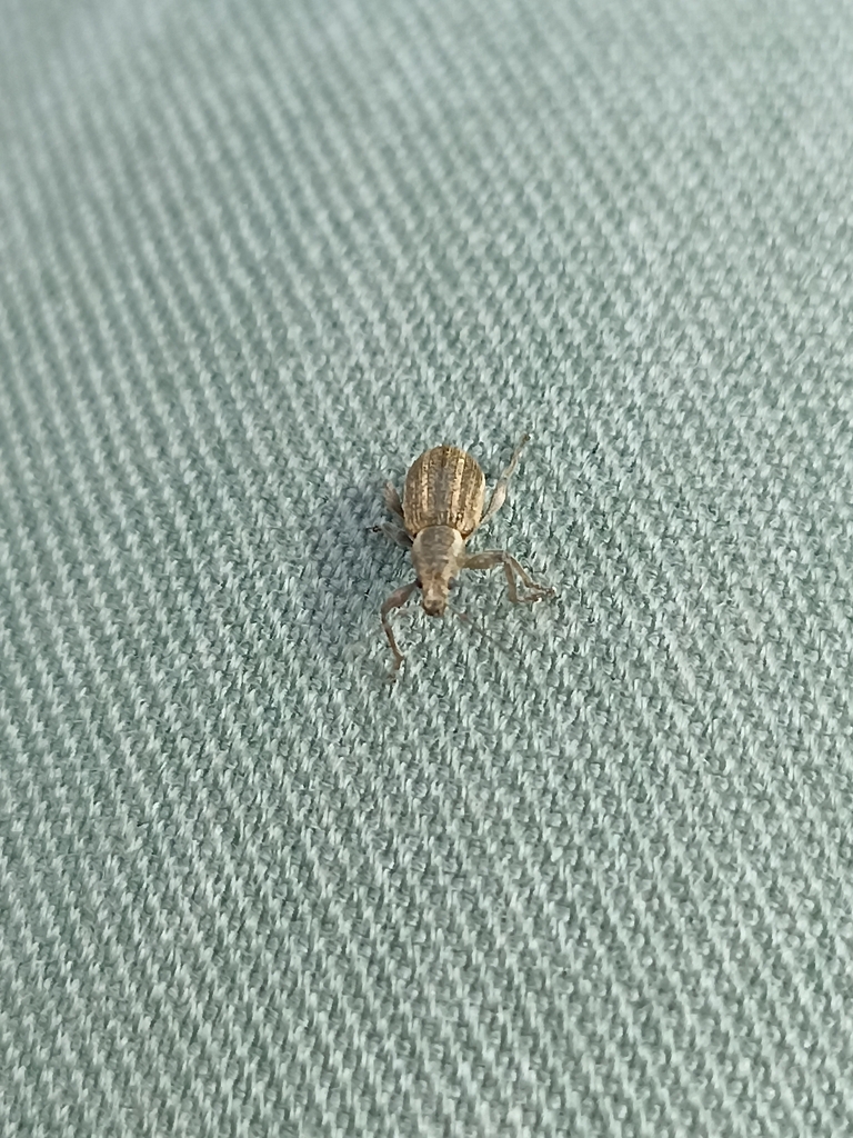 Broad-nosed Weevils from Vilar Maior, 6320 Sabugal, Portugal on April 4 ...
