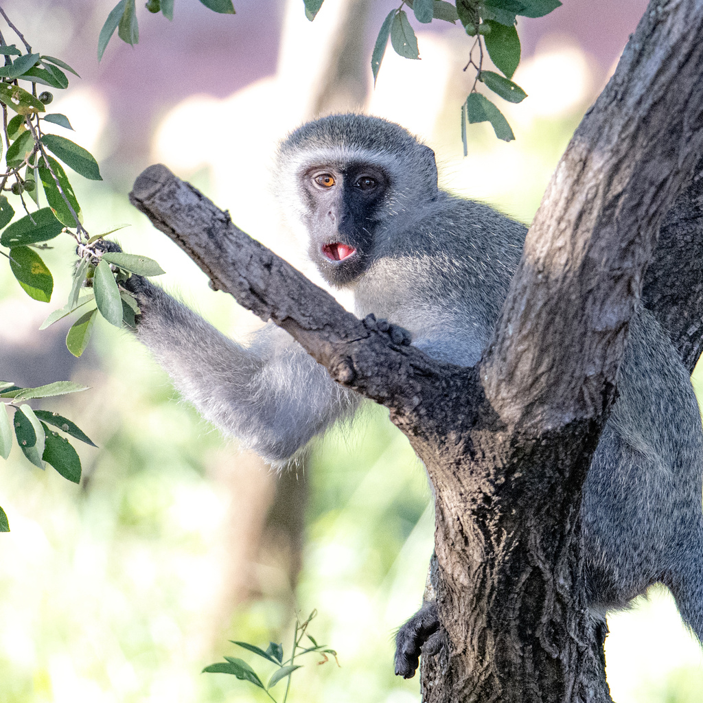 Southern Vervet Monkey from Sekhukhune District Municipality, South ...