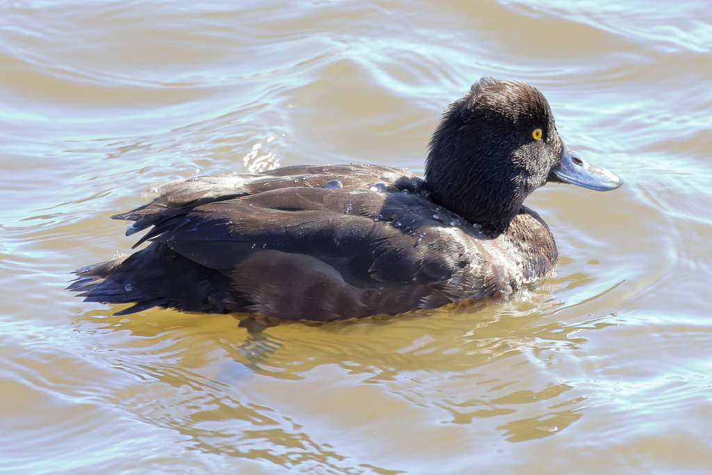 Tufted Duck from Taka-Töölö, Helsinki, Suomi on April 4, 2024 at 12:10 ...