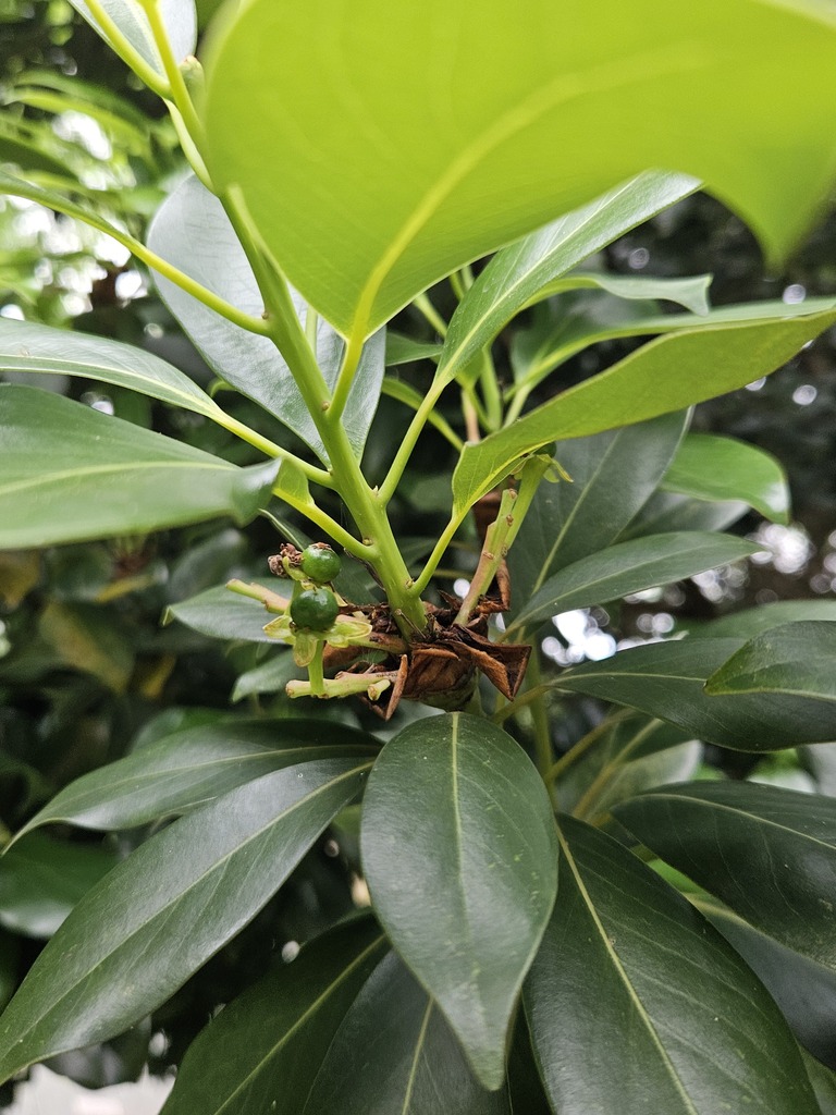 Red Machilus from 台灣臺北 on April 4, 2024 at 01:13 PM by 胡正恆(Jackson Hu ...