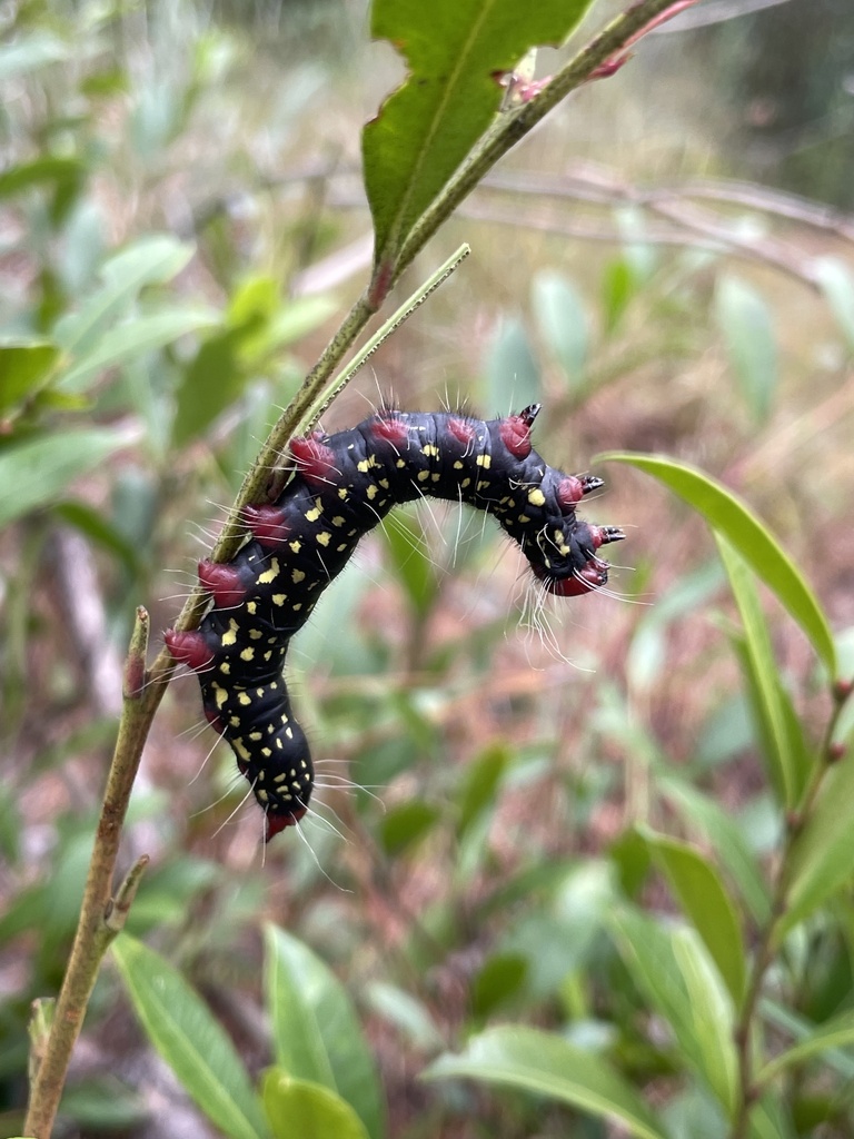 Azalea Caterpillar Moth from Ash, NC, US on October 11, 2023 at 10:56 ...