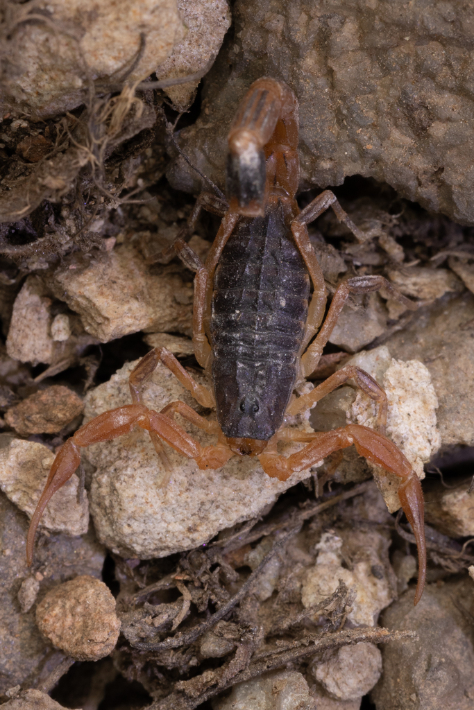 Chinese Scorpion from 中国北京市海淀区 on April 4, 2024 at 04:14 PM by Yishen ...