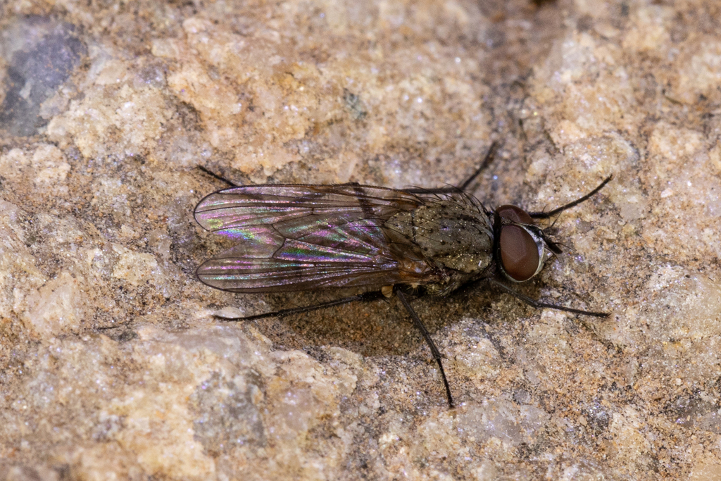 Root-maggot Flies from 中国北京市海淀区 on April 4, 2024 at 03:23 PM by Yishen ...