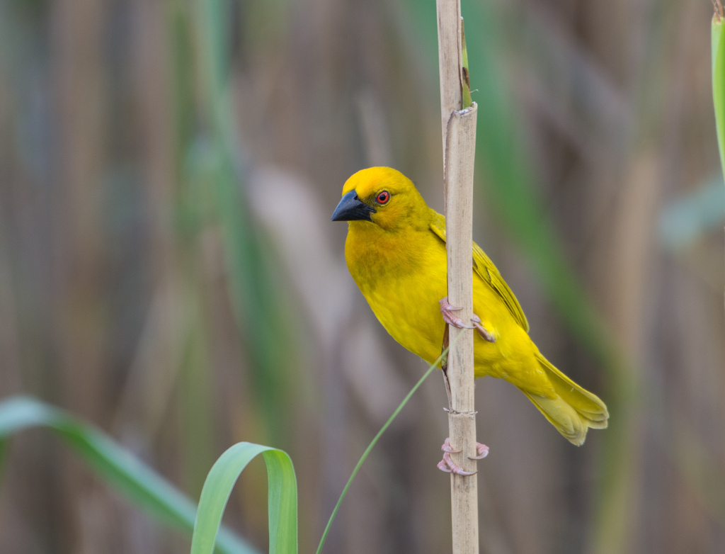 African Golden-Weaver from Malelane, South Africa on November 27, 2021 ...