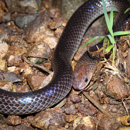 Carpentaria Small-eyed Snake (Cryptophis boschmai) - Snakes and Lizards