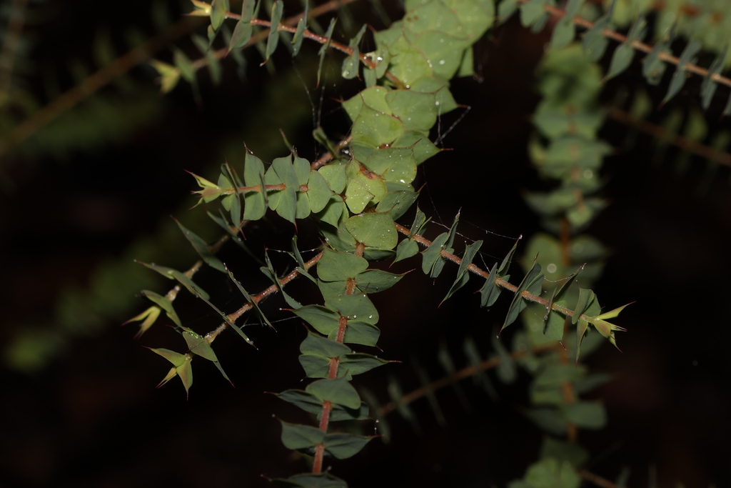 spiny bush-pea from Kholo QLD 4306, Australia on April 4, 2024 at 05:59 ...