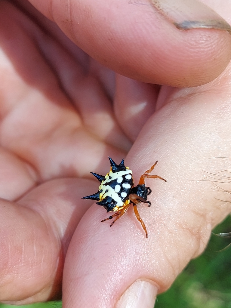 Christmas Jewel Spider from Bauple QLD 4650, Australia on April 3, 2024 ...