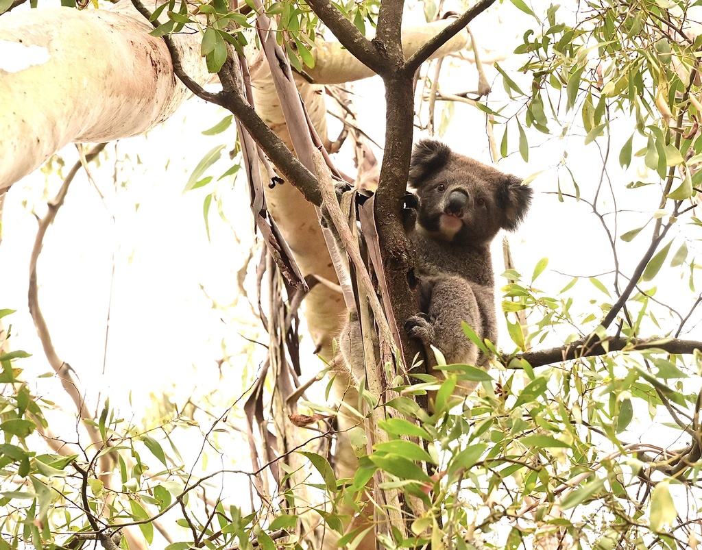 Koala from Budj Bim National Park, Macarthur, VIC, AU on April 4, 2024 ...