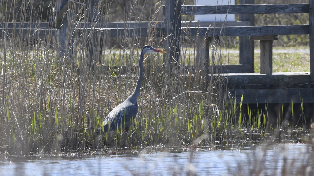 Northeastern Great Blue Heron from Virginia Beach, VA, USA on March 30 ...
