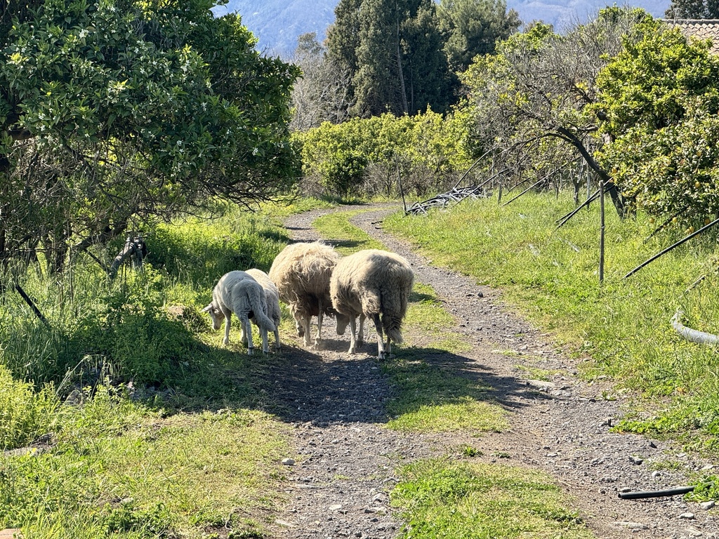 Domestic Sheep from Sizilien, Giarre, Sizilien, IT on April 4, 2024 at ...