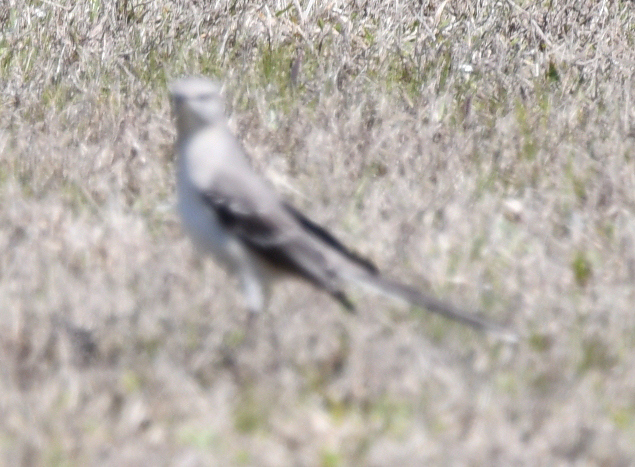 Eastern Mockingbird from Virginia Beach, VA, USA on March 30, 2024 at ...