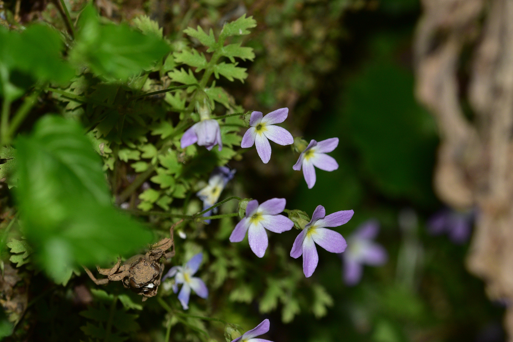 Primula qiupuensis in April 2024 by 龙栩川 · iNaturalist
