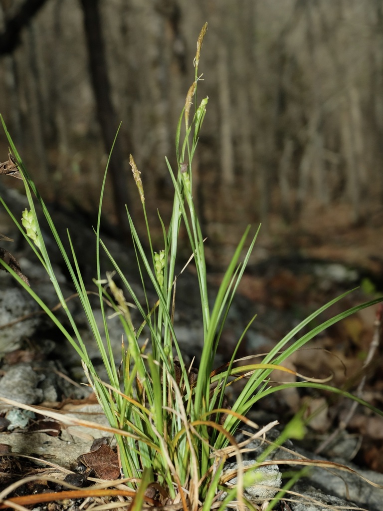 Eastern Few-fruit Sedge from Wright County, MO, USA on April 3, 2024 at ...