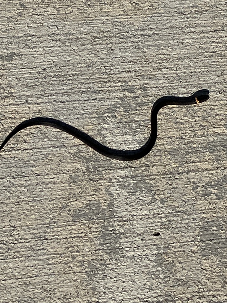 ring-necked snake from Lazy River Terr, Sanford, FL, US on April 4 ...