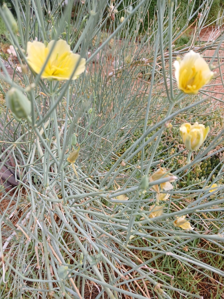 Desert Broom from Karas Region, Namibia on April 4, 2024 at 04:39 PM by ...