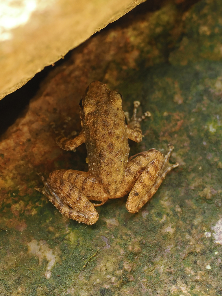 Wuyi torrent frog in April 2024 by 小铖/Smalltown · iNaturalist