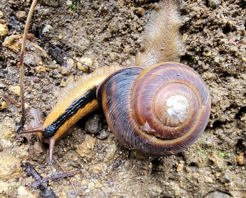 Subespecies Euhadra sandai oki · iNaturalist Mexico