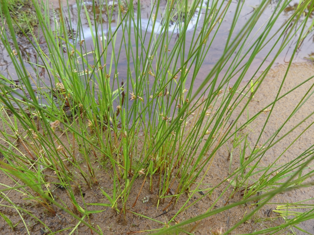 Thread Rush from Quartier 5-1, Québec, QC, Canada on June 12, 2023 by ...