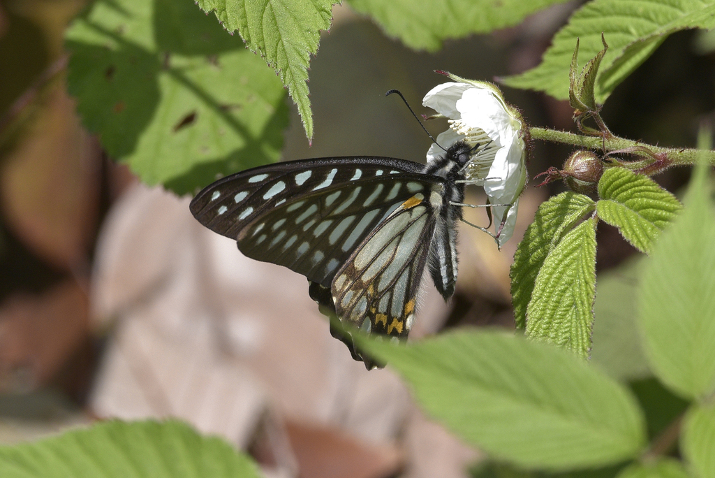 Graphium leechi from 中国安徽省芜湖市南陵县 on April 4, 2024 at 11:28 AM by 龙栩川 · iNaturalist