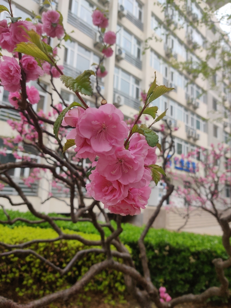 flowering plum on April 4, 2024 at 11:26 PM by buuugyellow · iNaturalist