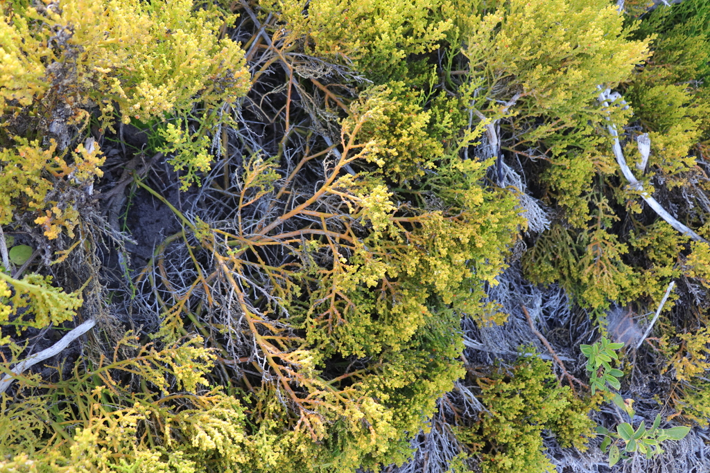Beach Rootthug from Agulhas National Park, Overberg on March 10, 2024 ...
