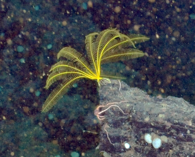 Common Feather Star from Endeavour RC North on July 21, 2011 at 08:27 ...