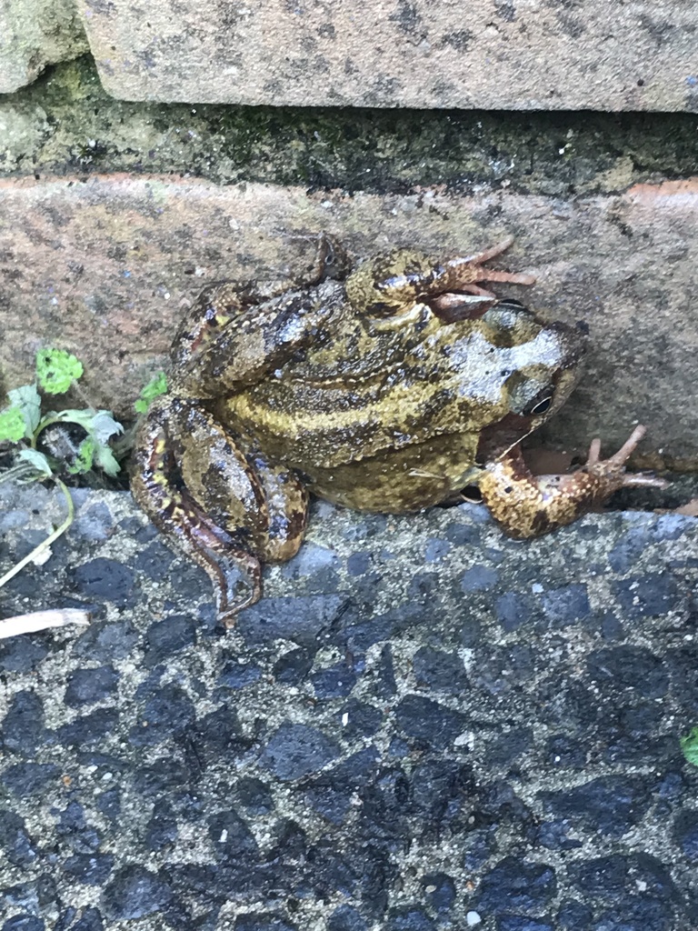 European Common Frog from Park View Ter, Swansea, Wales, GB on August ...