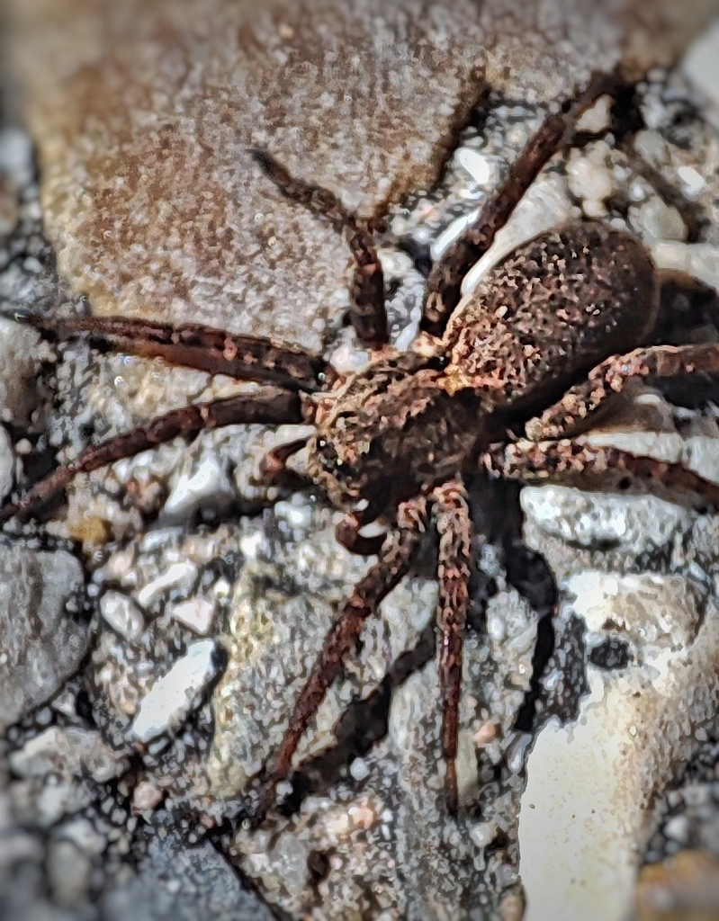 White-banded Fox Spider from Cercedilla, Madrid, España on April 4 ...