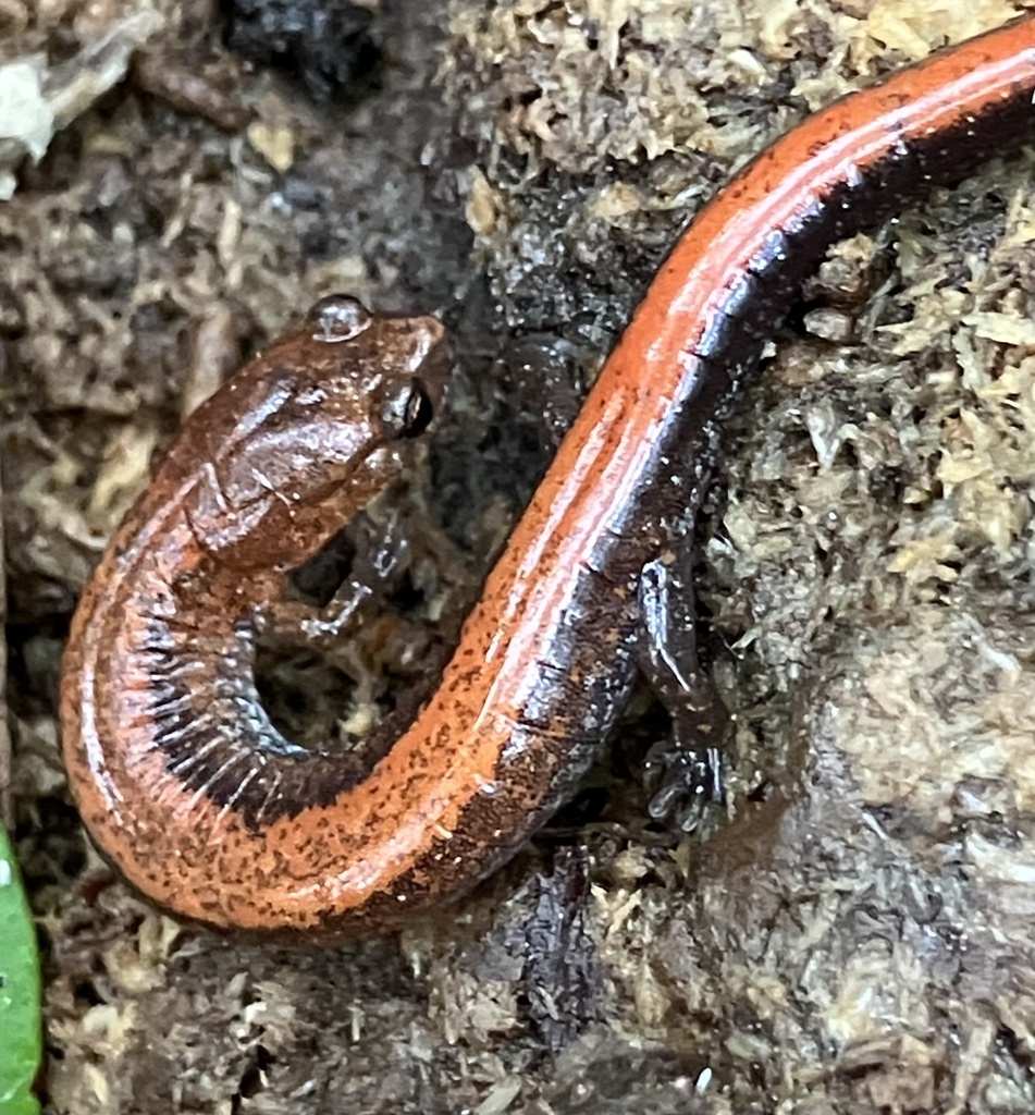 Southern Red-backed Salamander in April 2024 by River Ahlquist ...