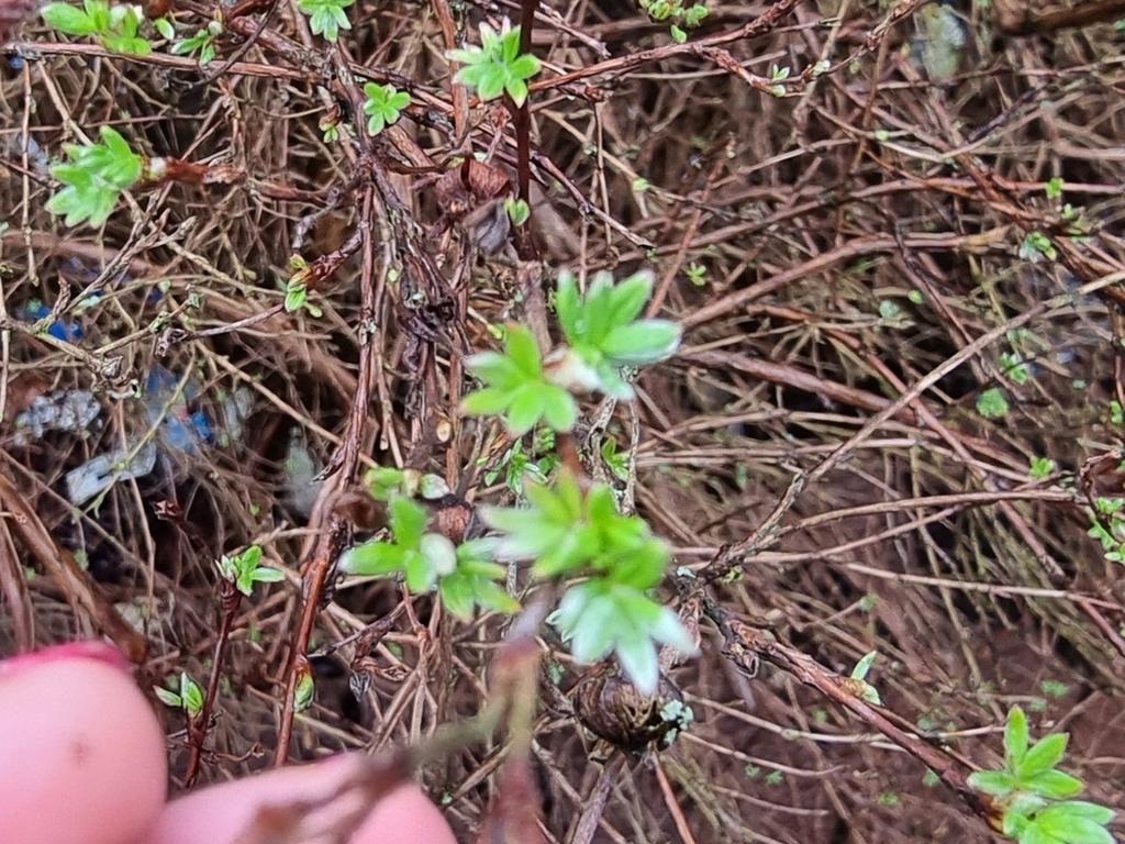 shrubby cinquefoil from Preston, UK on March 14, 2024 at 10:08 AM by ...