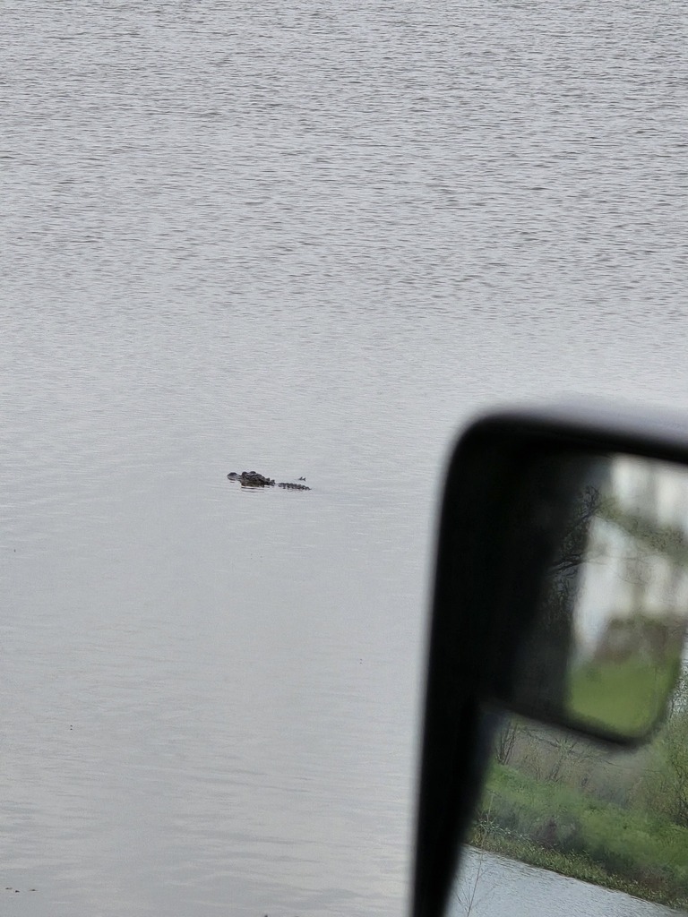 American Alligator from McCurtain County, OK, USA on March 21, 2024 at ...