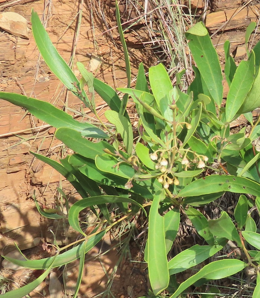 Blue Gwarrie from Bivane, South Africa on March 9, 2024 at 03:43 PM by ...