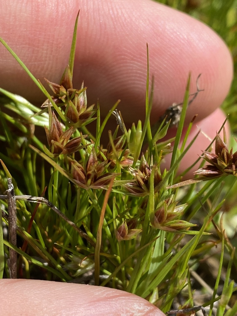 dwarf rush from Dixon, CA, US on March 31, 2024 at 12:22 PM by Dylan ...