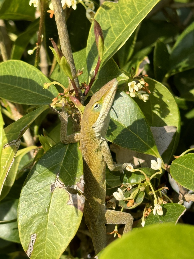 Green Anole in April 2024 by Kathryn Wells · iNaturalist