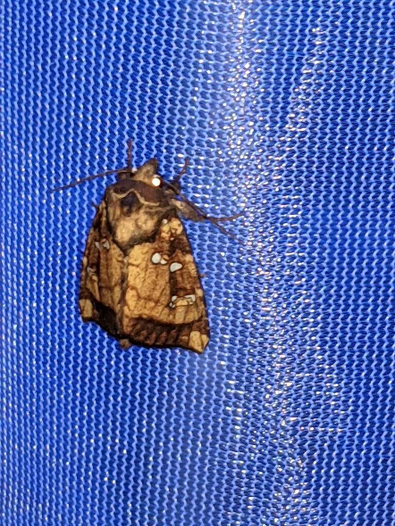 Northern Burdock Borer Moth from Cambridge, NY 12816, USA on September ...