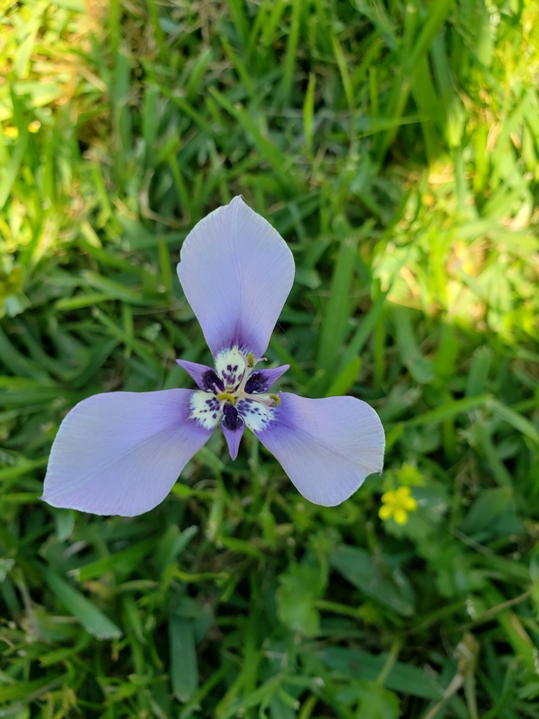 Prairie Nymph from Liverpool, TX 77577, USA on April 3, 2024 at 12:26 ...