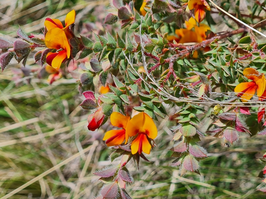 spiny bush-pea from Canobolas NSW 2800, Australia on October 8, 2023 at ...