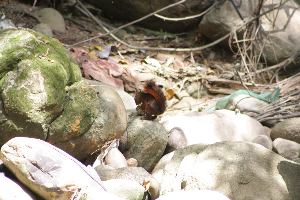 Red-tailed Squirrel from Los Patios, North Santander, Colombia on April ...