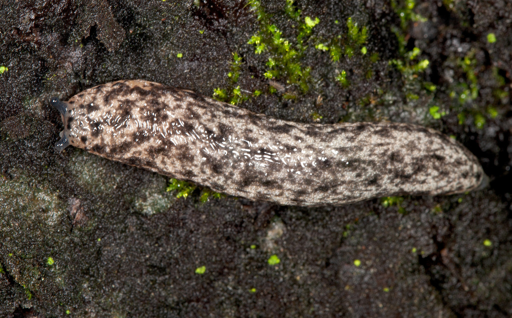 Carolina Mantleslug (Soft-Bodied Animals of Appalachia) · iNaturalist
