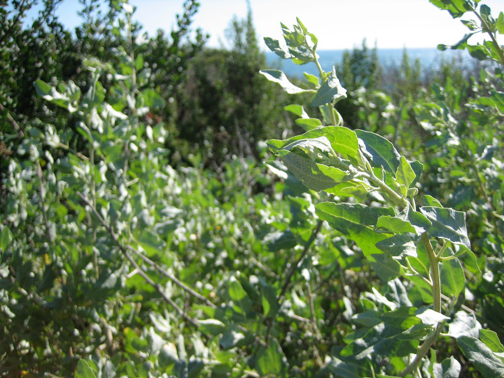 California orache (Santa Cruz Island Reserve, California-Plants ...